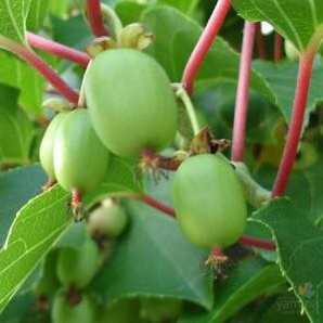 Actinidia arguta (male)