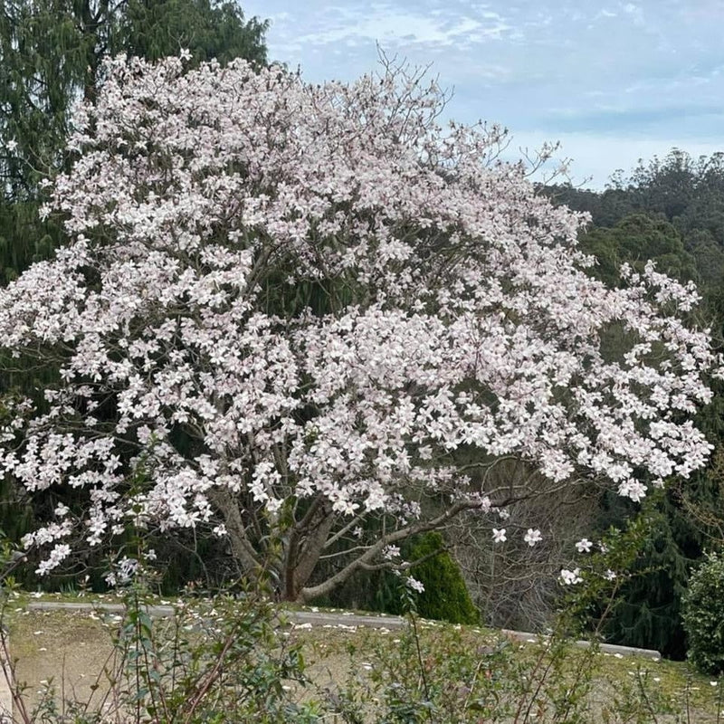 Magnolias