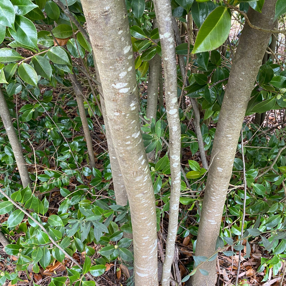 Maytenus boaria