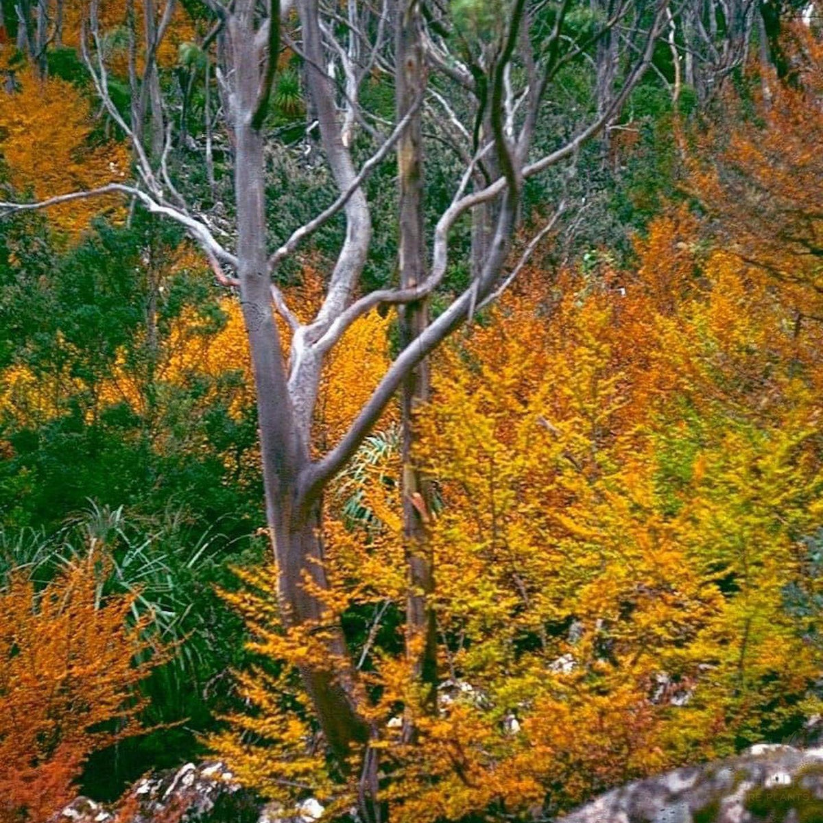 Nothofagus gunnii