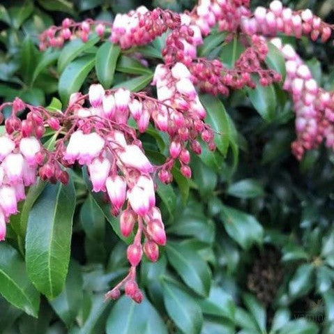 Pieris japonica Christmas Cheer