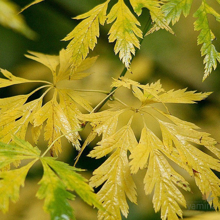 Acer circinatum Monroe