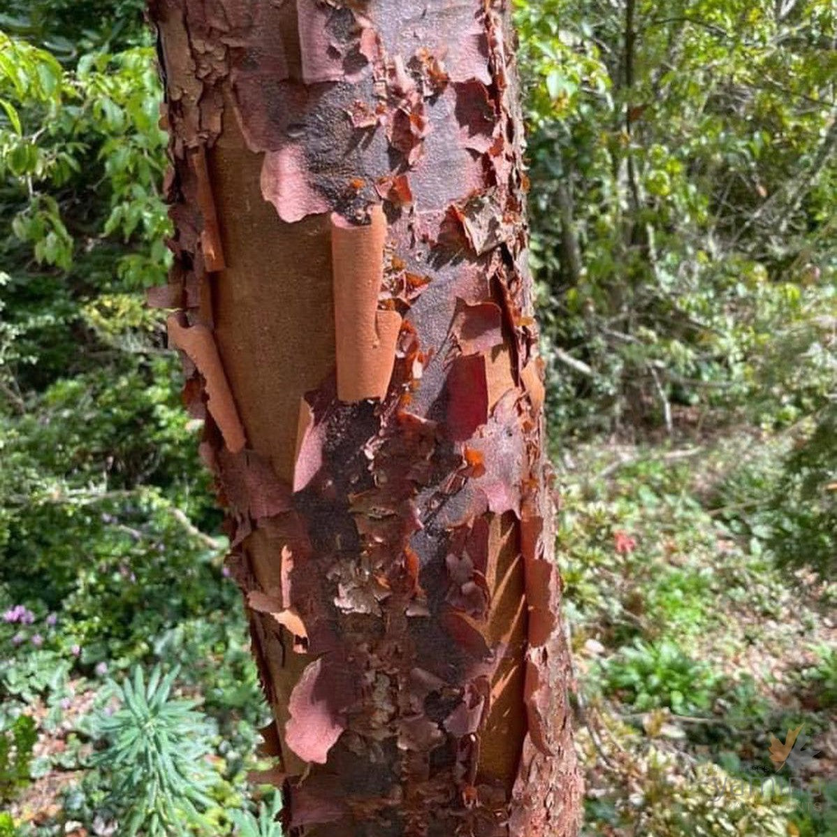 Acer griseum (Paperbark Maple)