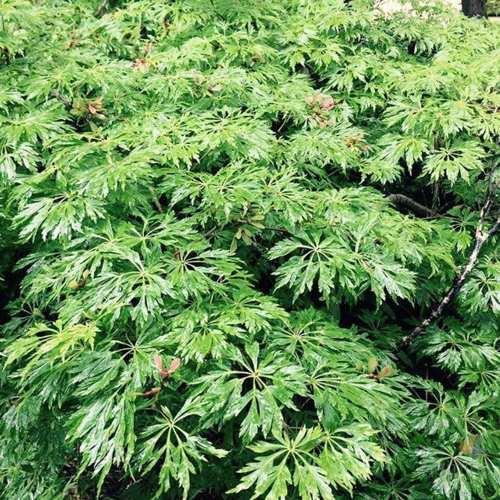 Cascata Verde Acer Japonicum Acer Japonicum 'Green Cascade' | Full