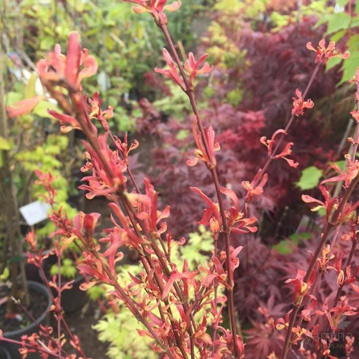 Acer palmatum Abigail Rose