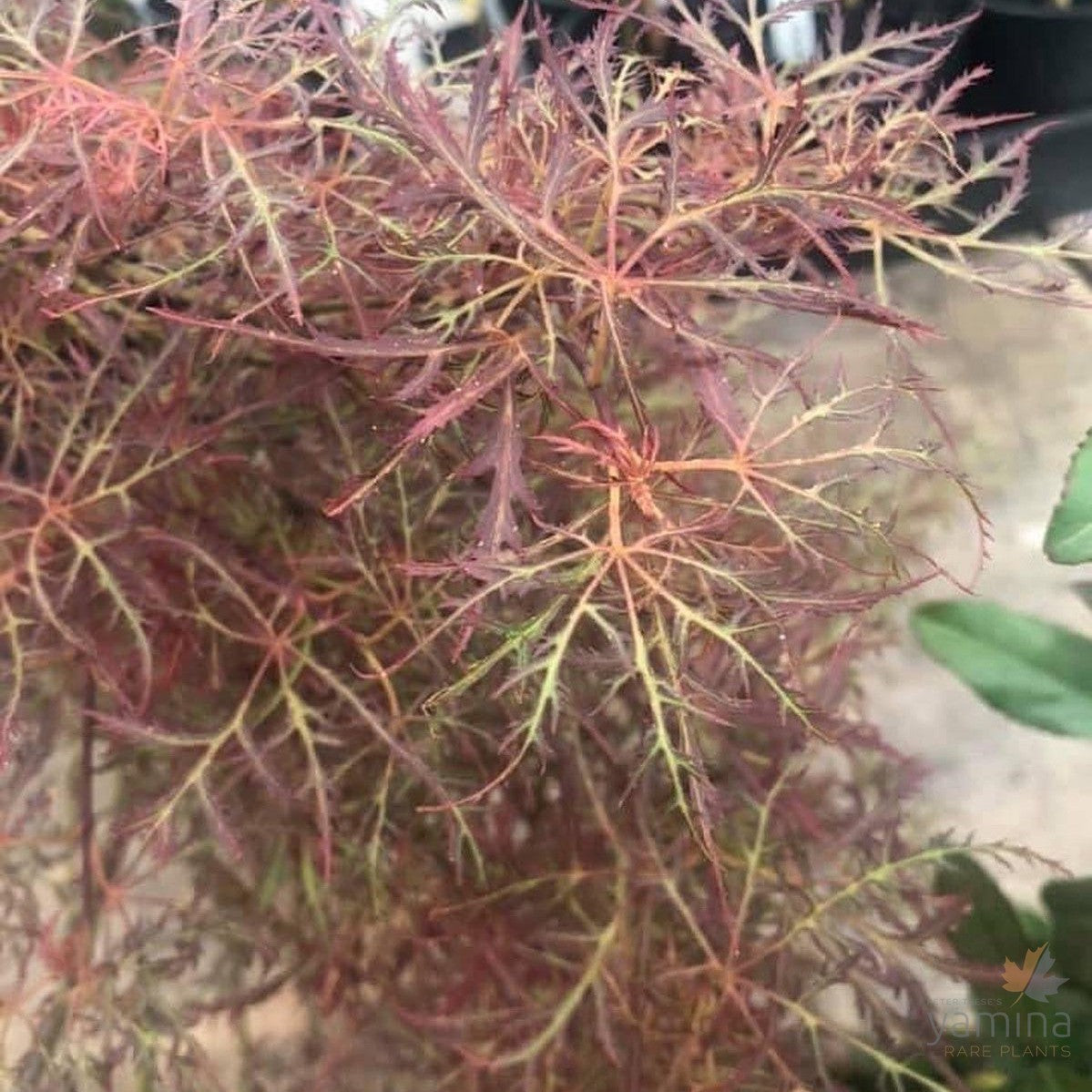 Acer palmatum Dissectum Baby Lace
