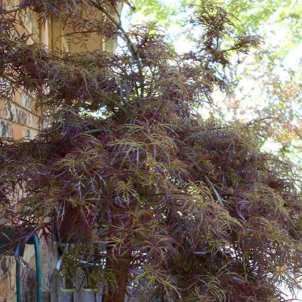 Acer palmatum Dissectum Baby Lace (standard)