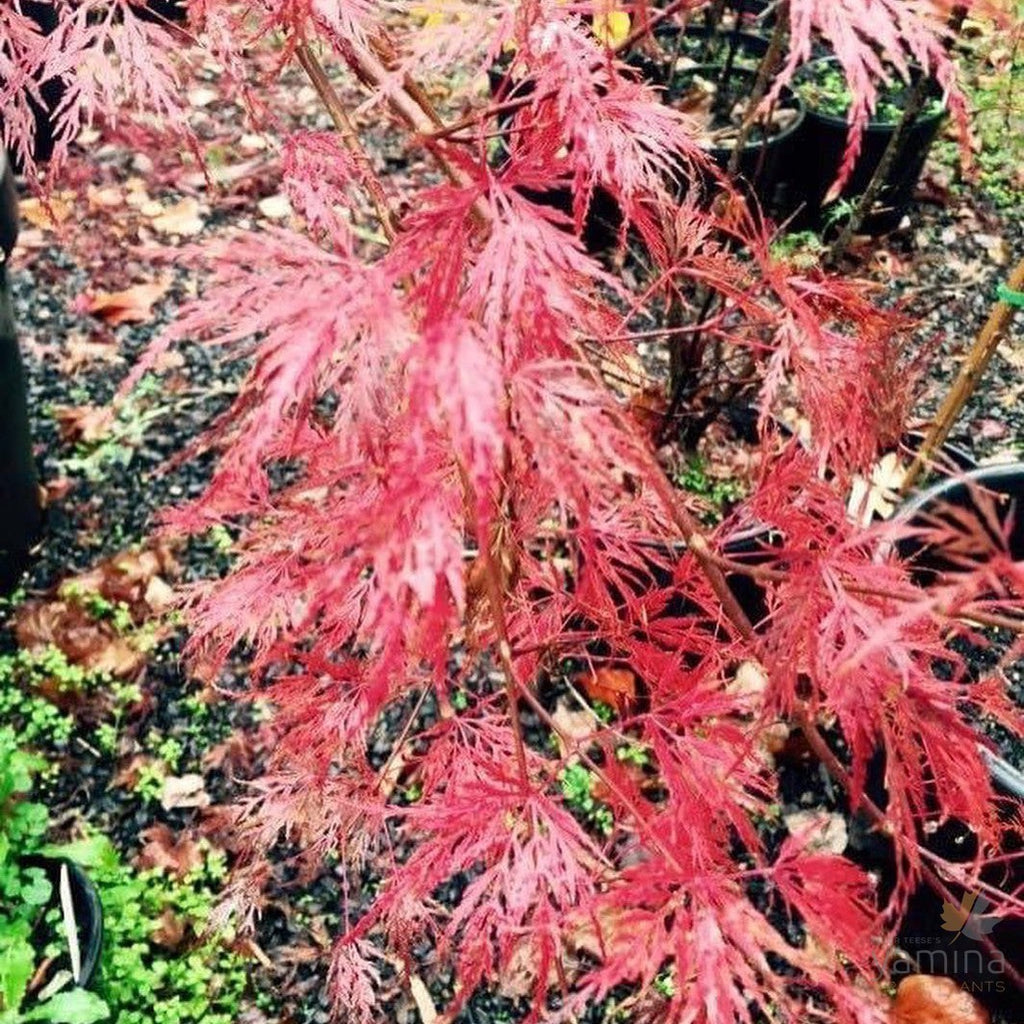 Acer palmatum Dissectum Emerald Lace (standard)