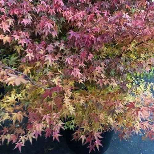 Acer palmatum Murasaki-kiyohime