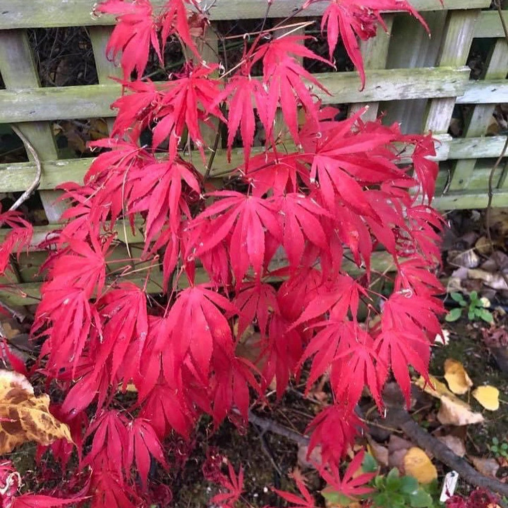 Acer palmatum Oregon Sunset