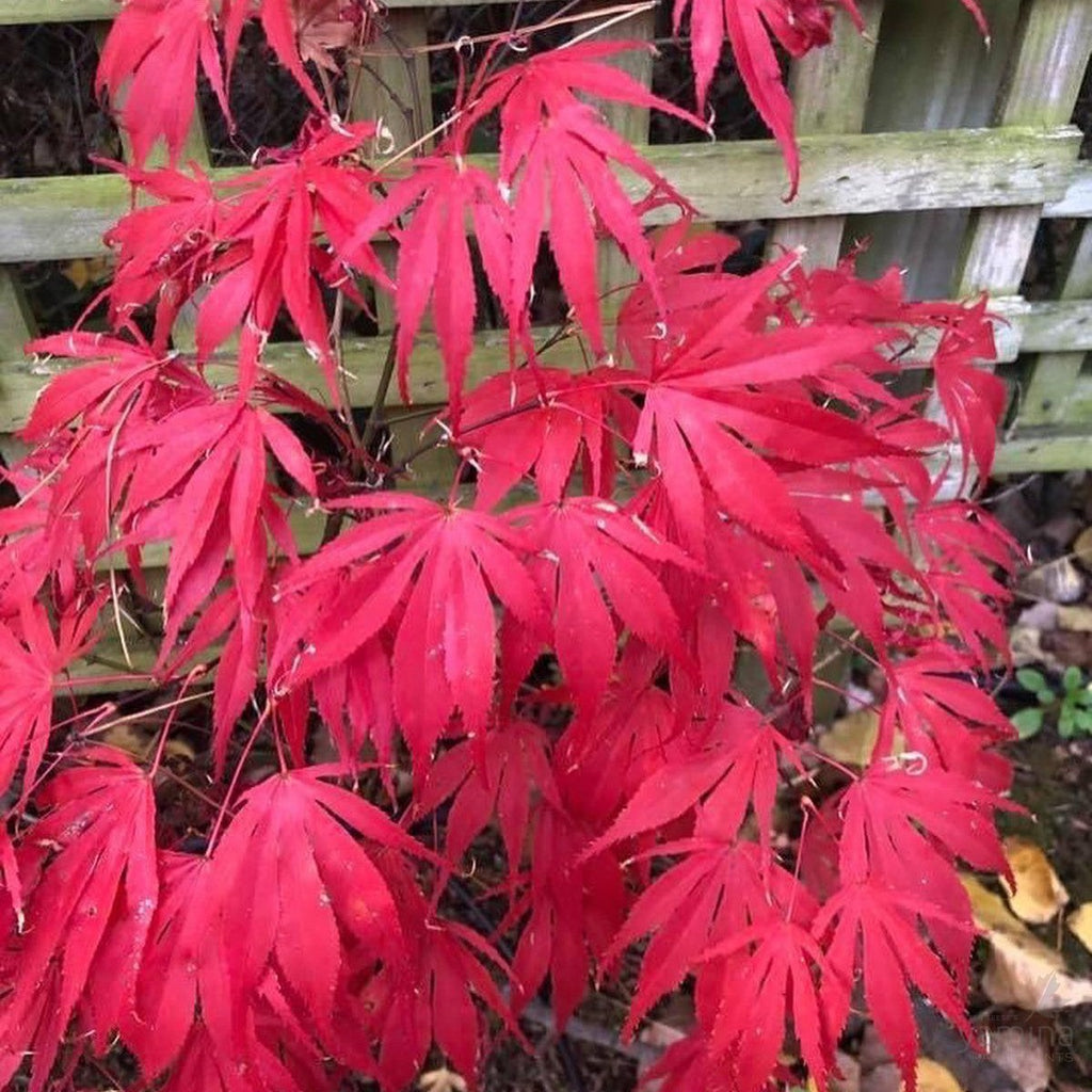 Acer palmatum Oregon Sunset