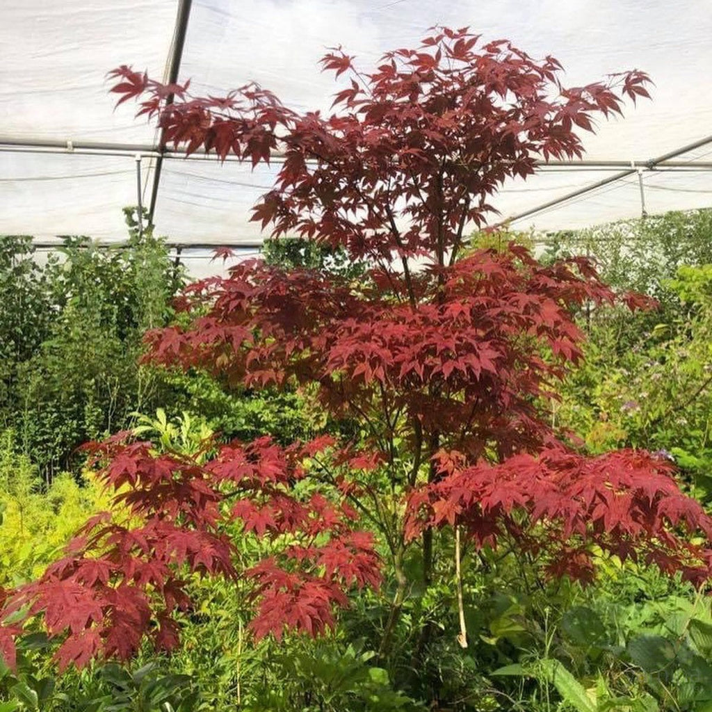 Acer palmatum Oregon Sunset