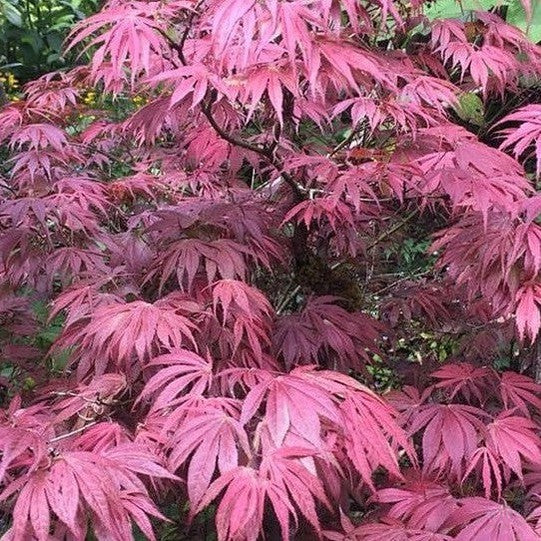 Acer palmatum Oregon Sunset