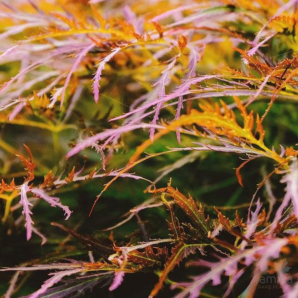 Acer palmatum Red Pygmy