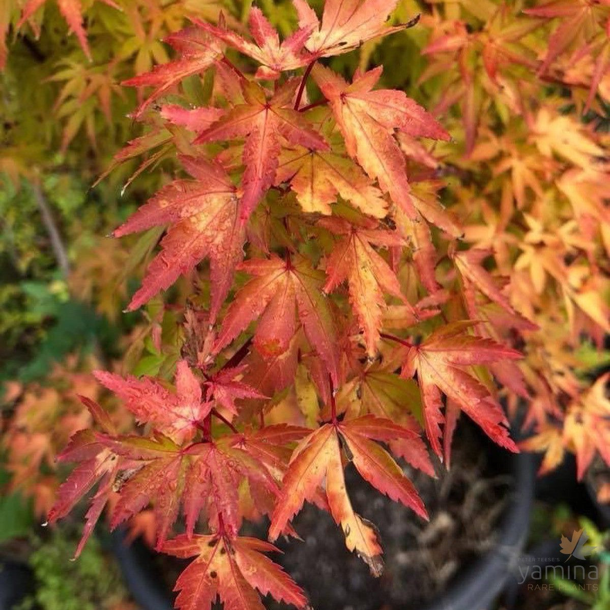 Acer palmatum Sango Kaku
