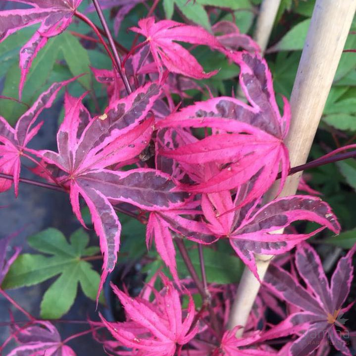 Acer palmatum Shiraz
