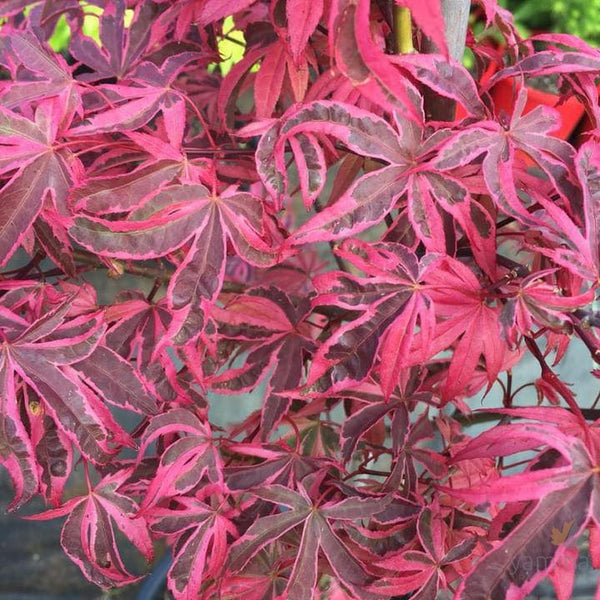 Acer palmatum Shiraz