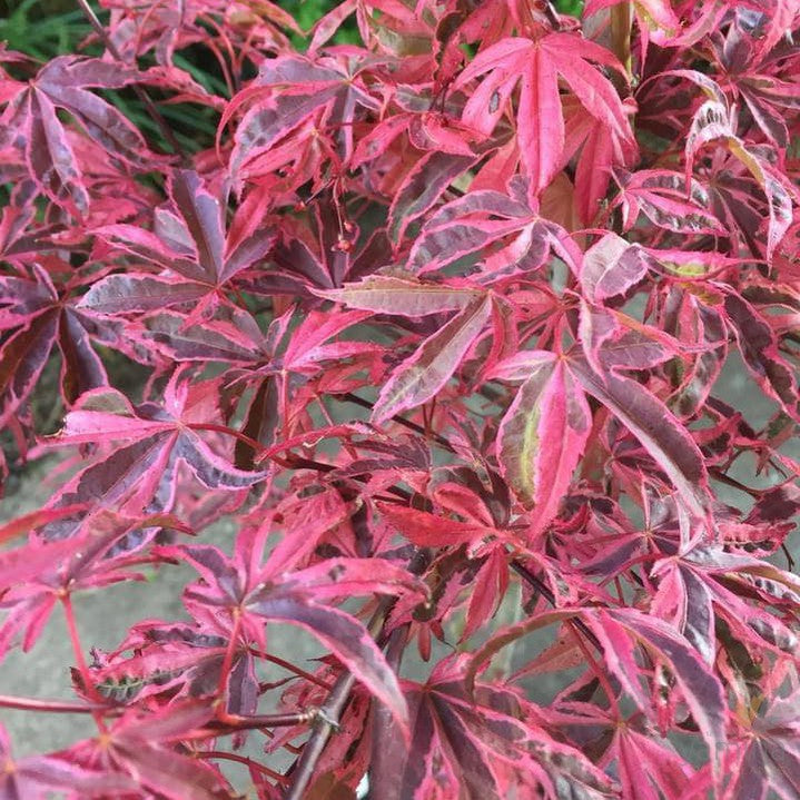 Acer palmatum Shiraz