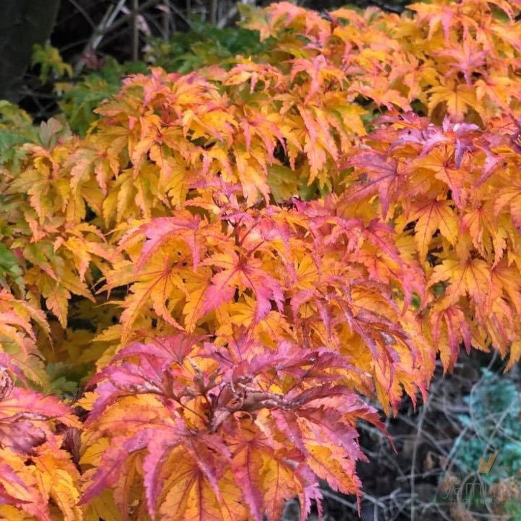 Acer palmatum Shishi Gashira