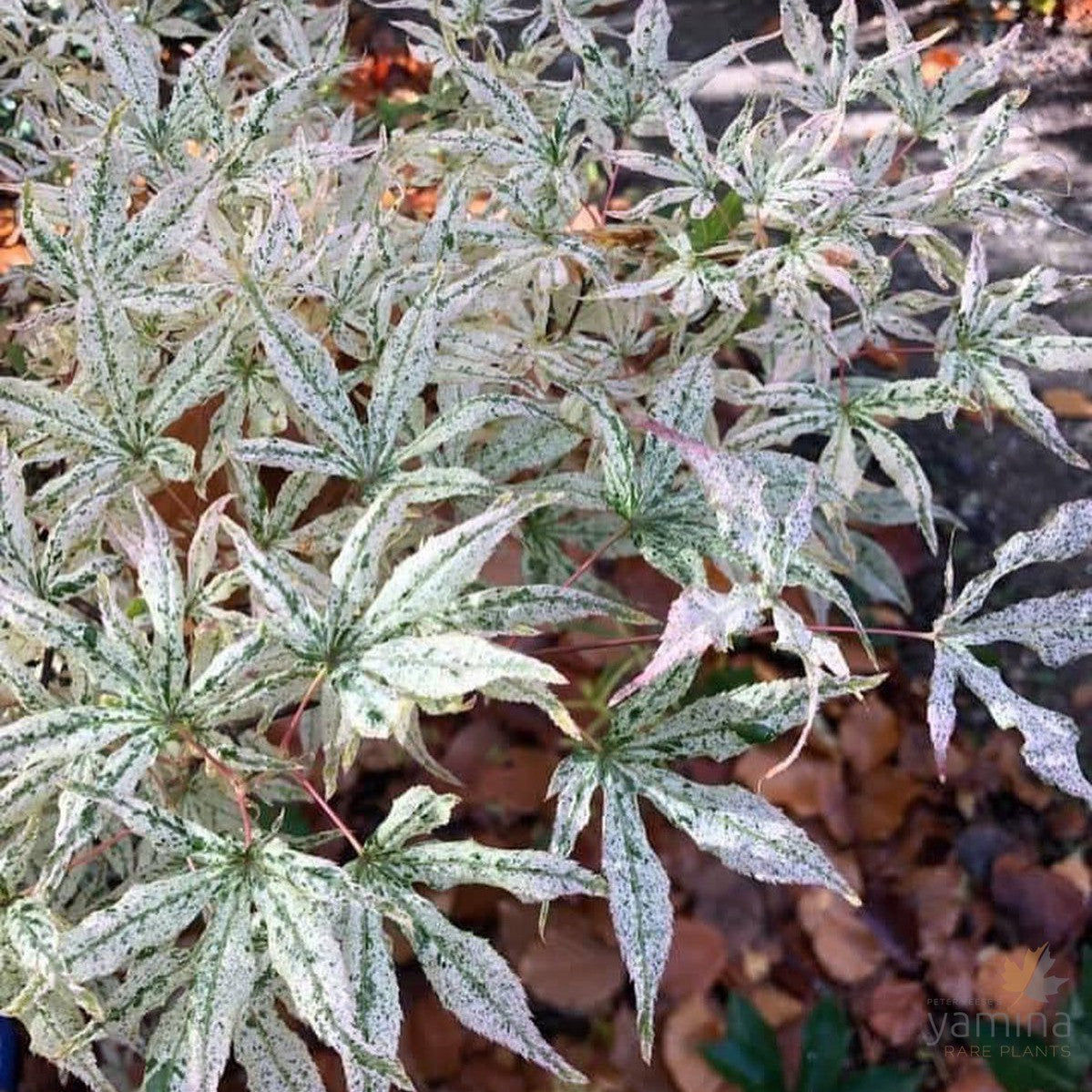 Acer palmatum Ukigumo