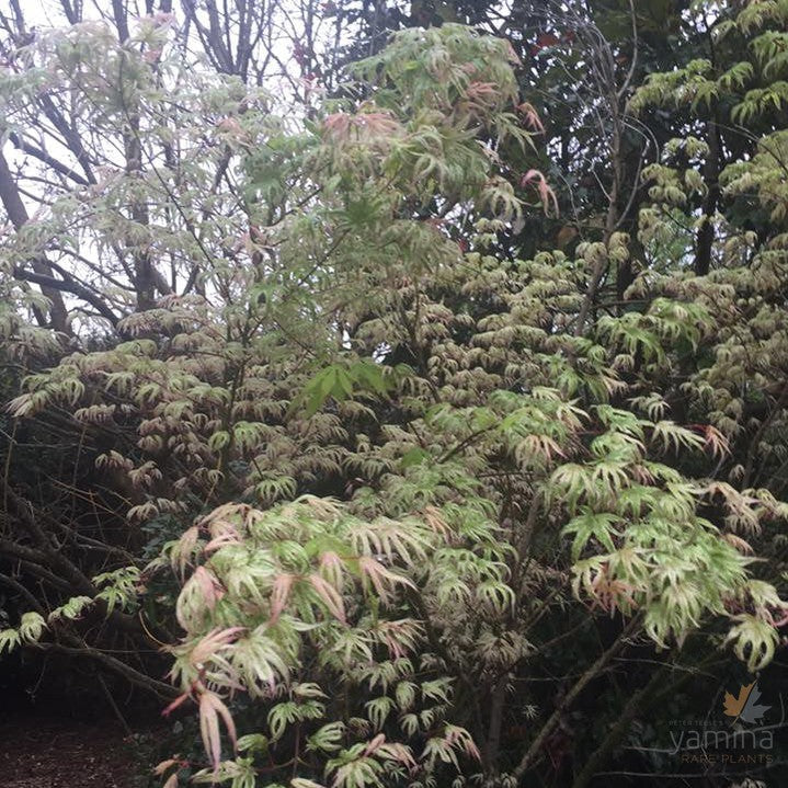 Acer palmatum Ukigumo