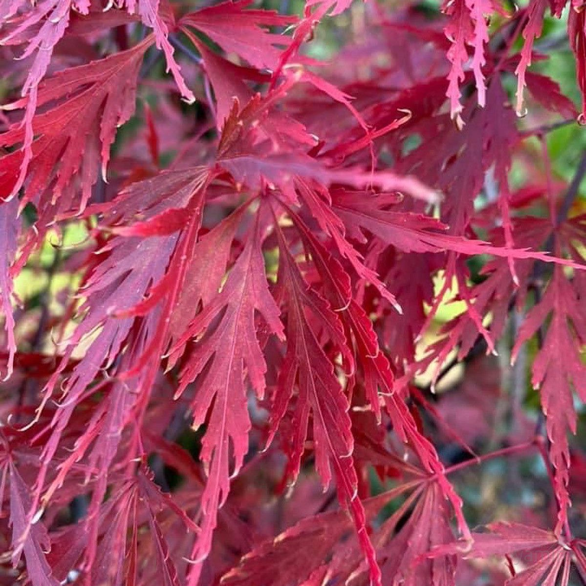 Acer palmatum dissectum Baldsmith