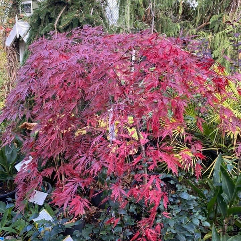 Acer palmatum dissectum Baldsmith