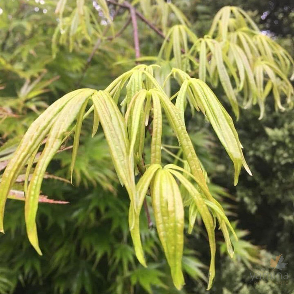 Acer pentaphyllum