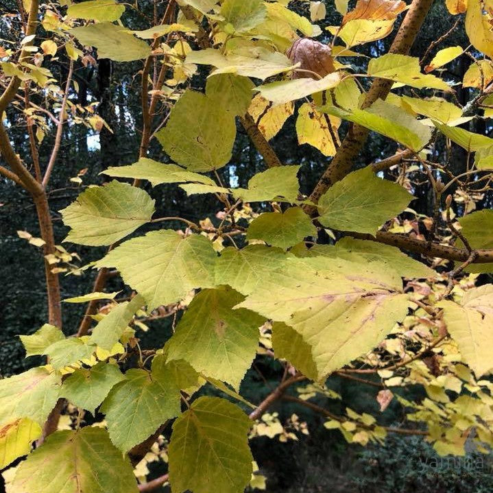 Acer rufinerve Winter Gold
