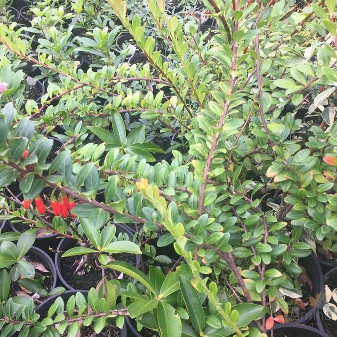 Agapetes Red Elf