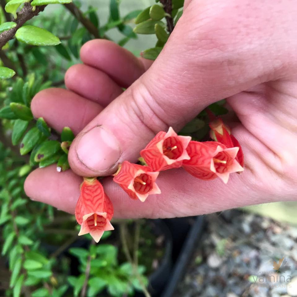 Agapetes serpens
