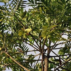 Gondwana Plants – Page 3