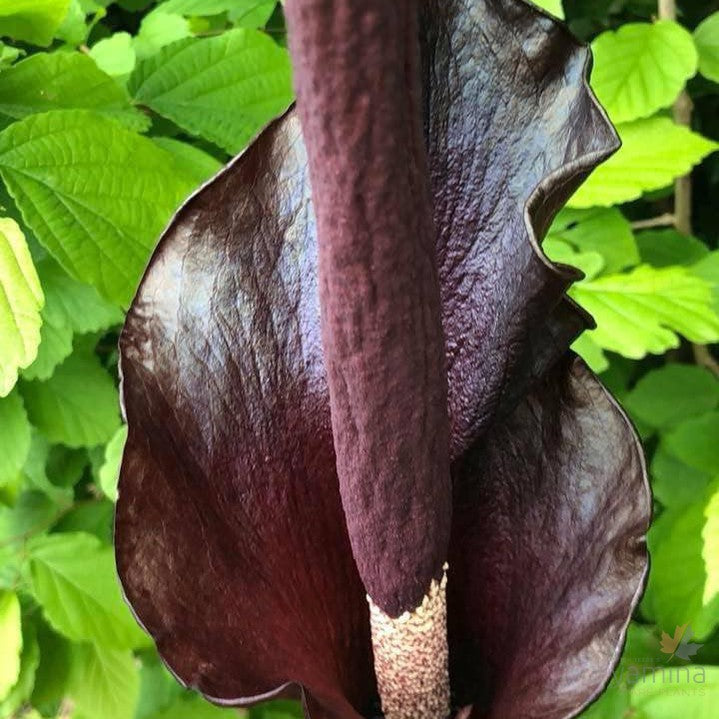 Amorphophallus konjac