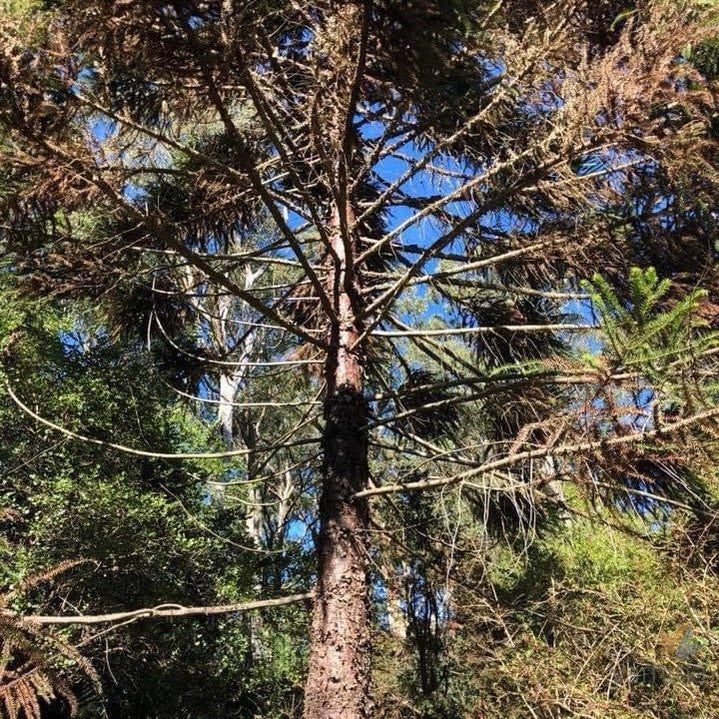 Araucaria angustifolia