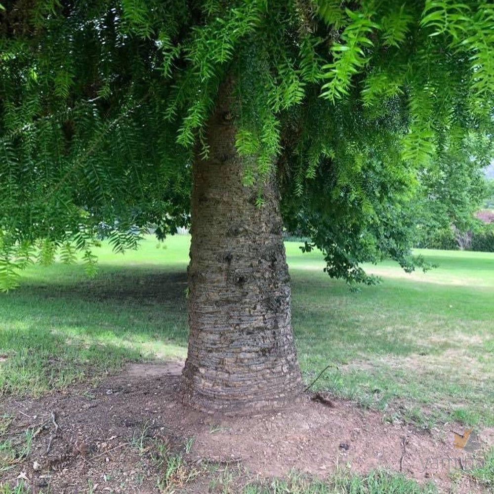 Conifers – Page 3