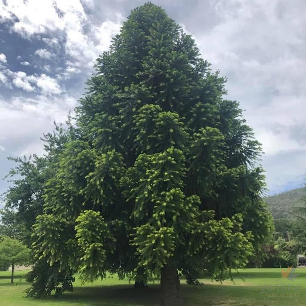 Araucaria bidwillii (Bunya Bunya)