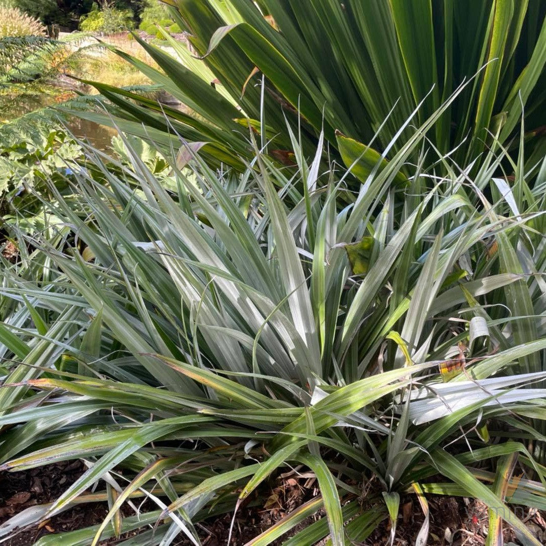 Astelia chatamica (Silver Spear)