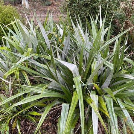 Astelia chatamica (Silver Spear)