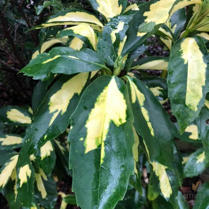 Aucuba japonica Picturata