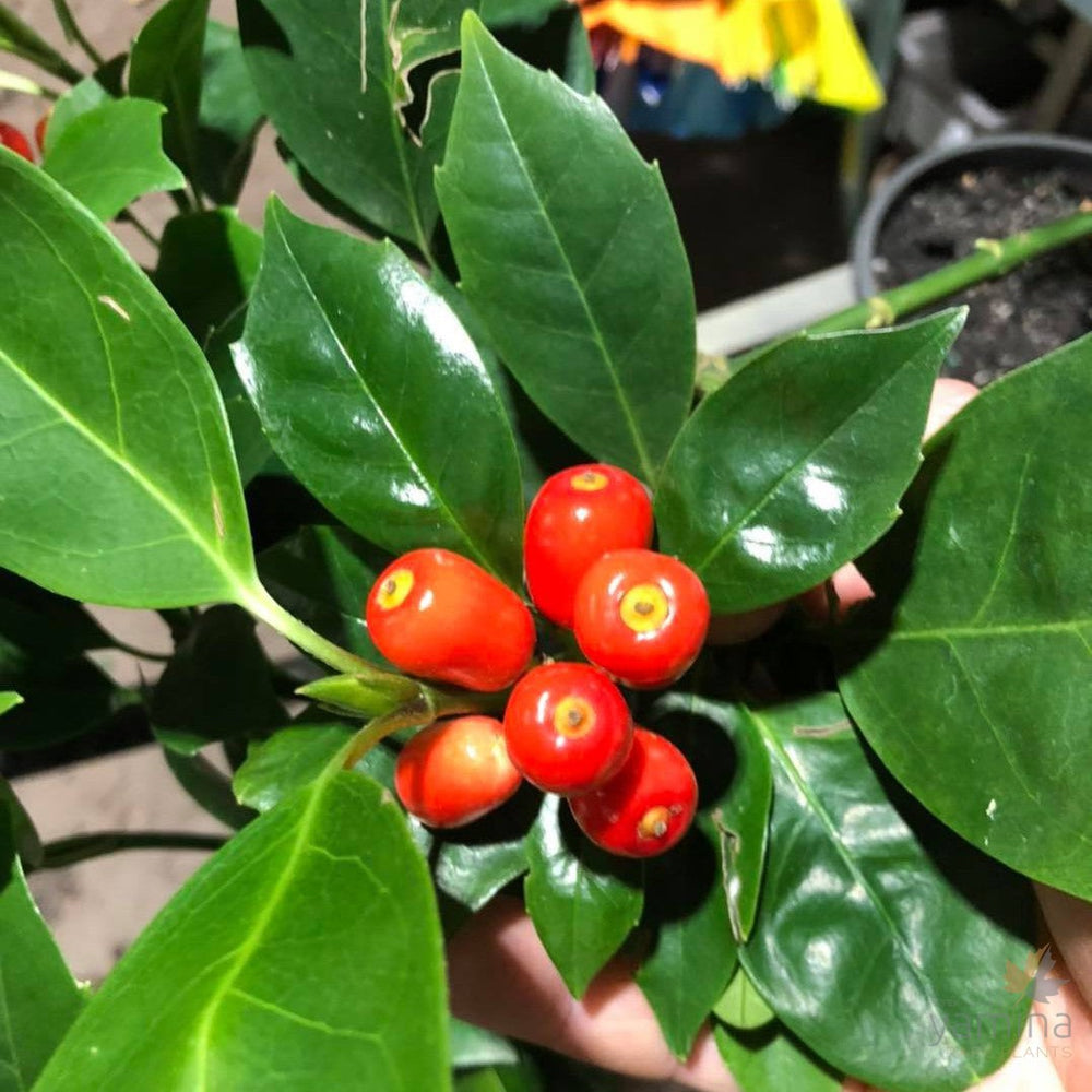 Aucuba japonica Rozannie (dwarf compact female)