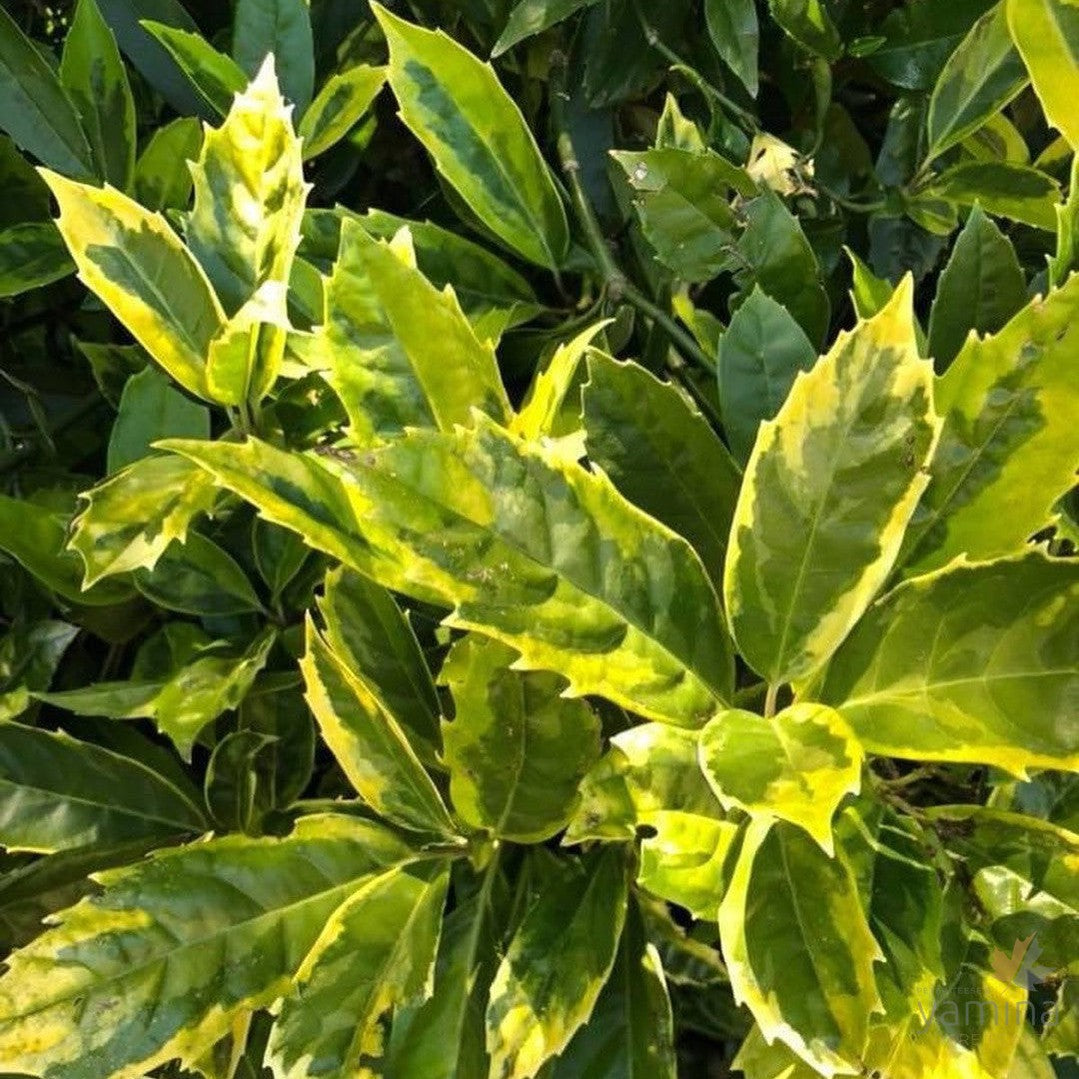 Trees & Shrubs – Page 3