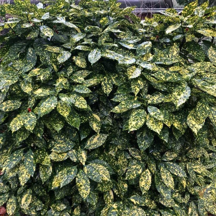 Aucuba japonica Variegata (female)