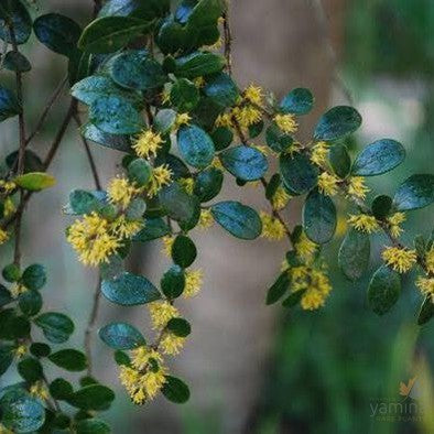 Azara microphylla