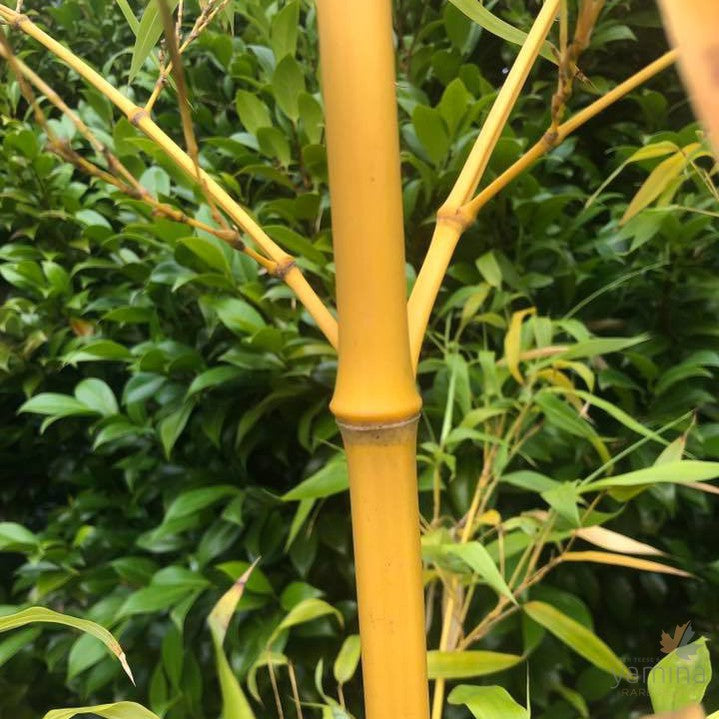 Bambusa vulgaris Vittata (Painted bamboo)