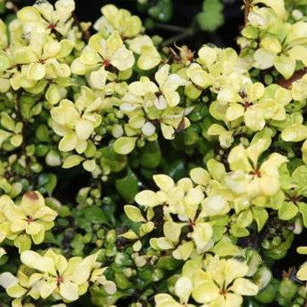 Berberis thunbergii Dwarf Gold