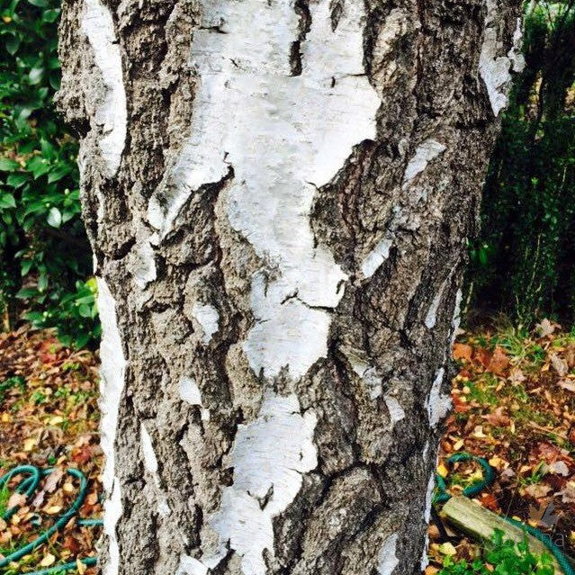 Betula alba