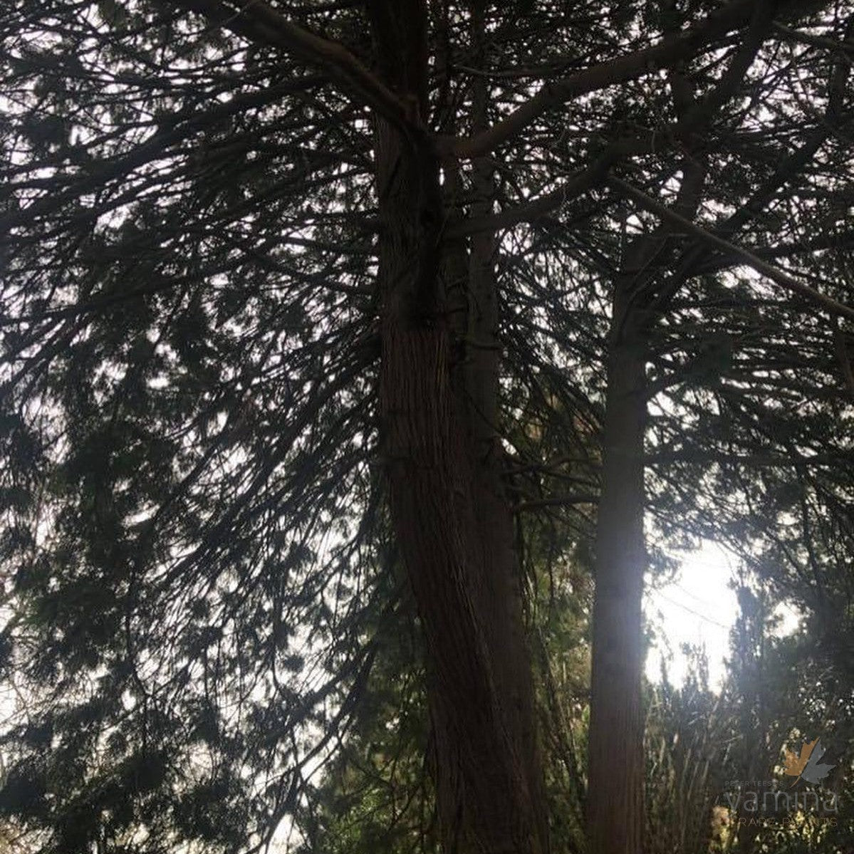 Calocedrus decurrens (Incense Cedar)