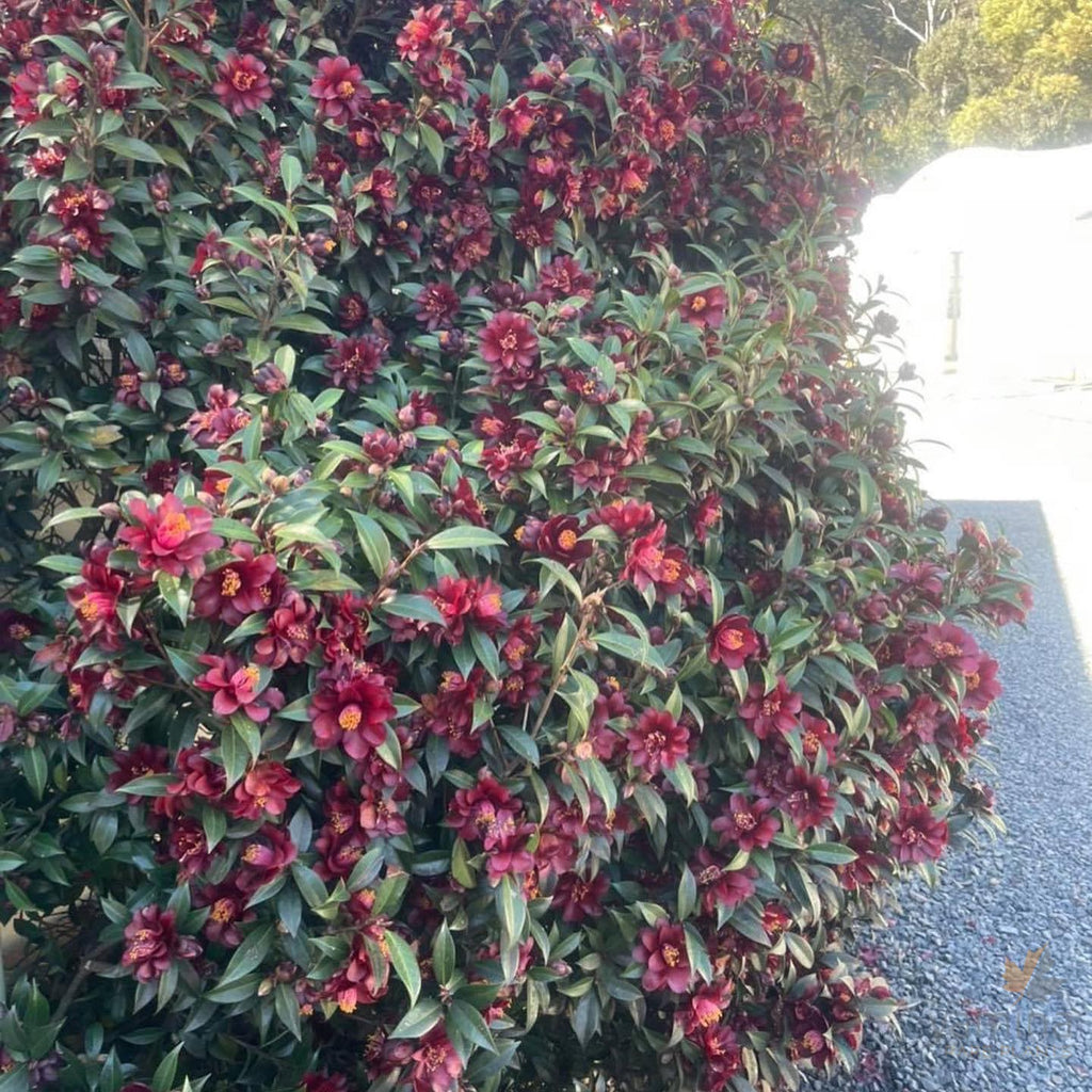Camellia japonica Night Rider