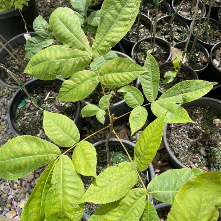 Carya ovata