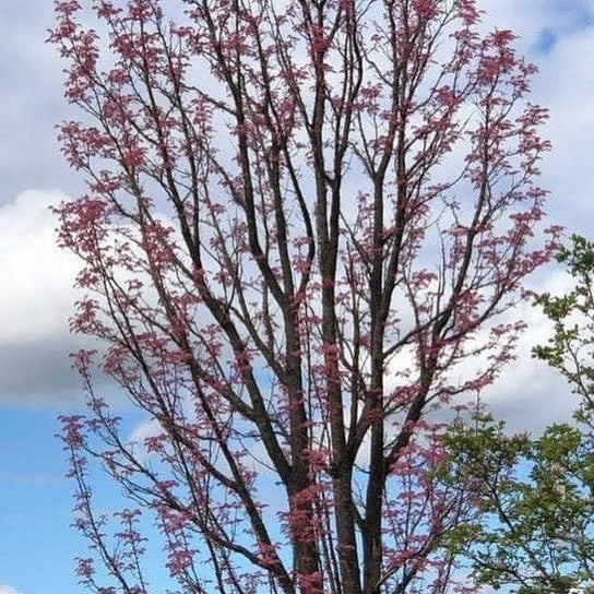 Cedrela sinensis